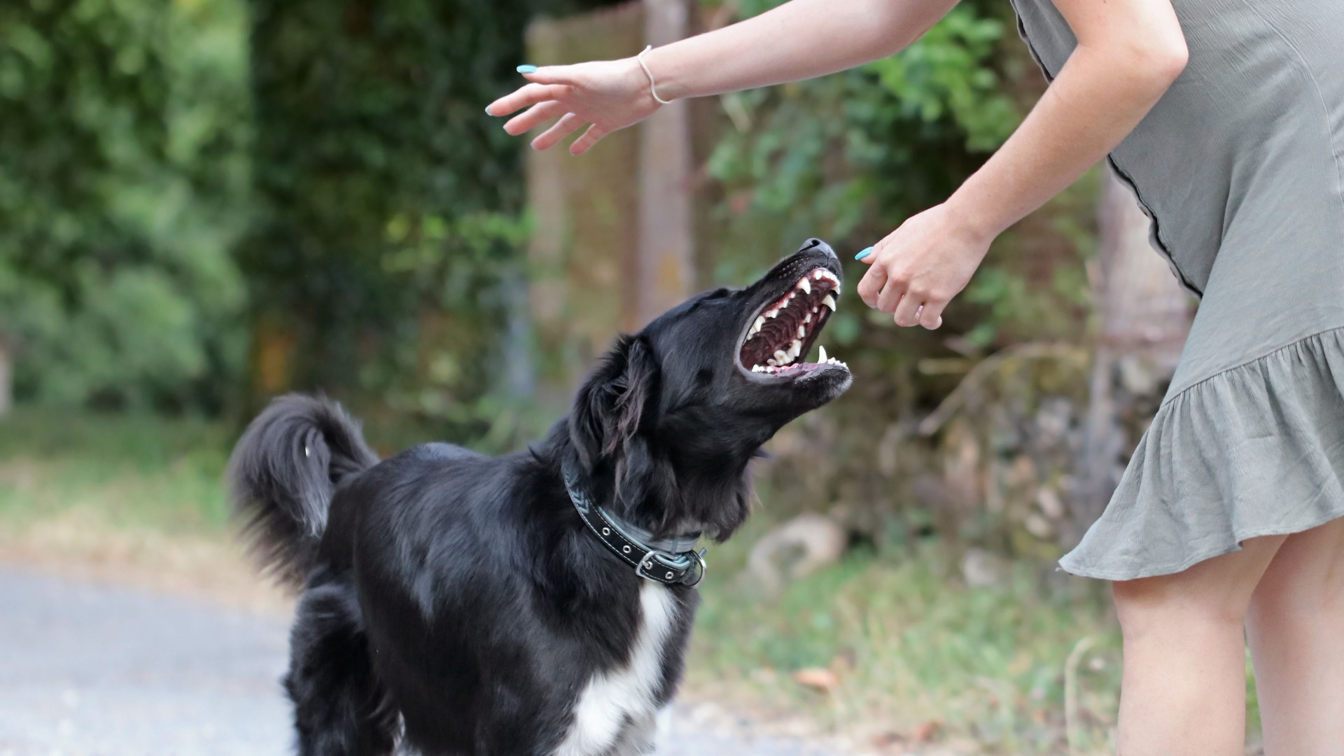 If your dog is about to bite, they’ll give these 7 warning signs first
