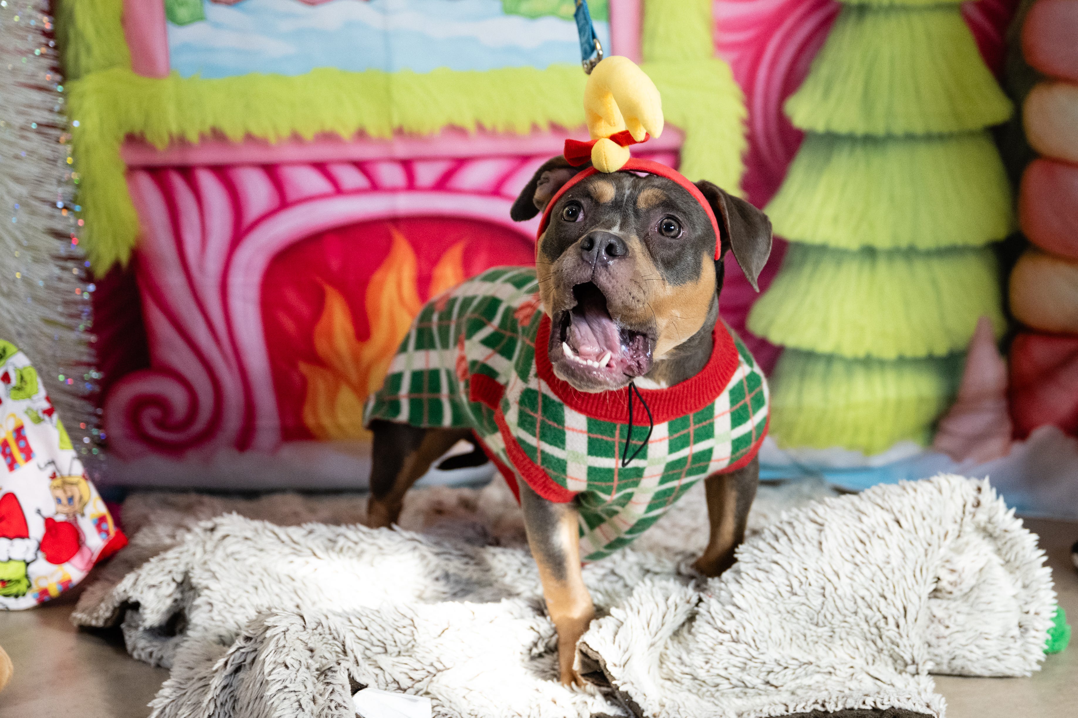 Animal Care and Control is urging people to be thoughtful when adopting ...