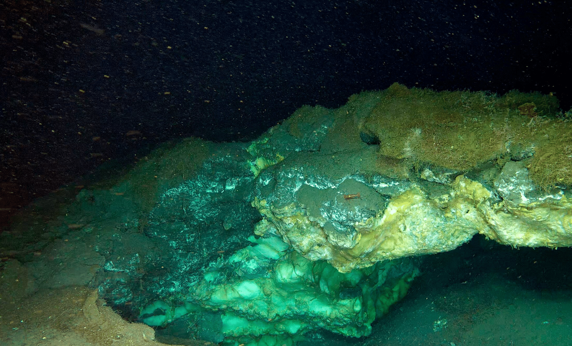 Scientists say this Arctic discovery rewrites the playbook on deep-sea life
