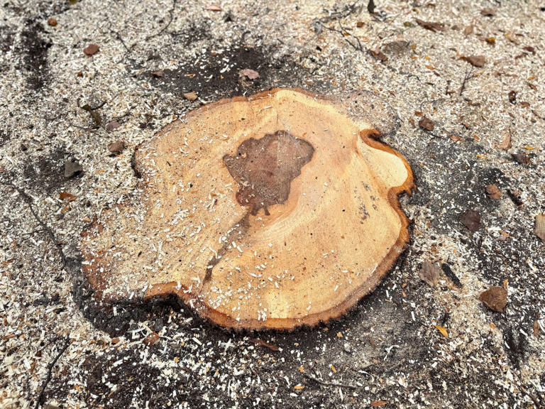 Trees down in Tree Town: Stalwarts of Ann Arbor’s Liberty Plaza reduced ...