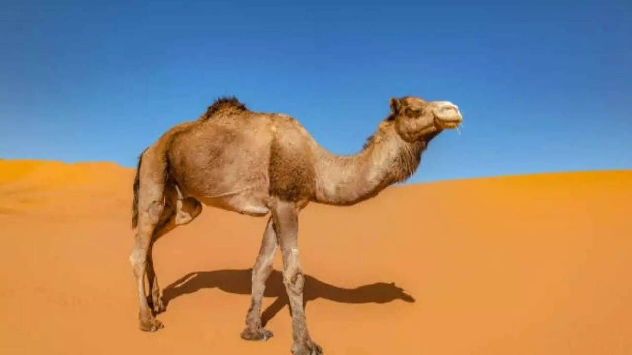 Curiosity corner: How do camels live without much water?