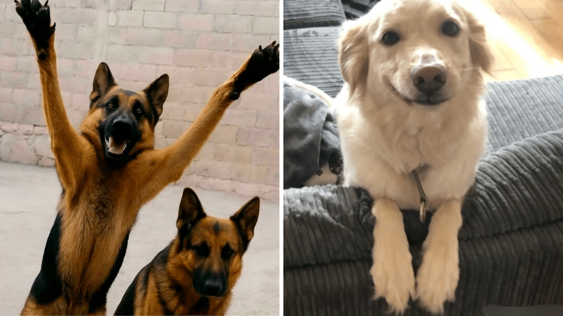 23 dogs acting exactly like you’d expect