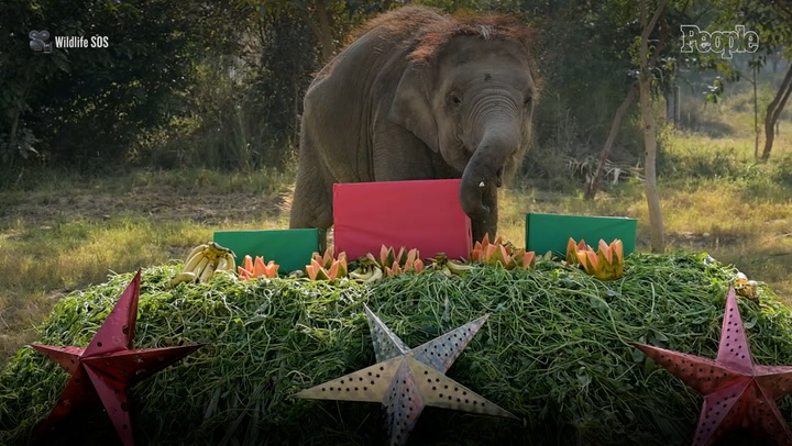 Elephant injured in train collision at 9 months old gets holiday treats ...