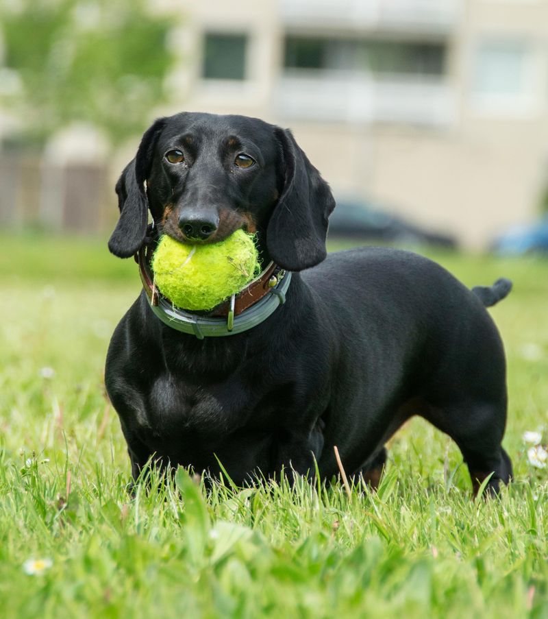 10 short legged dog breeds that capture hearts with their unique stature