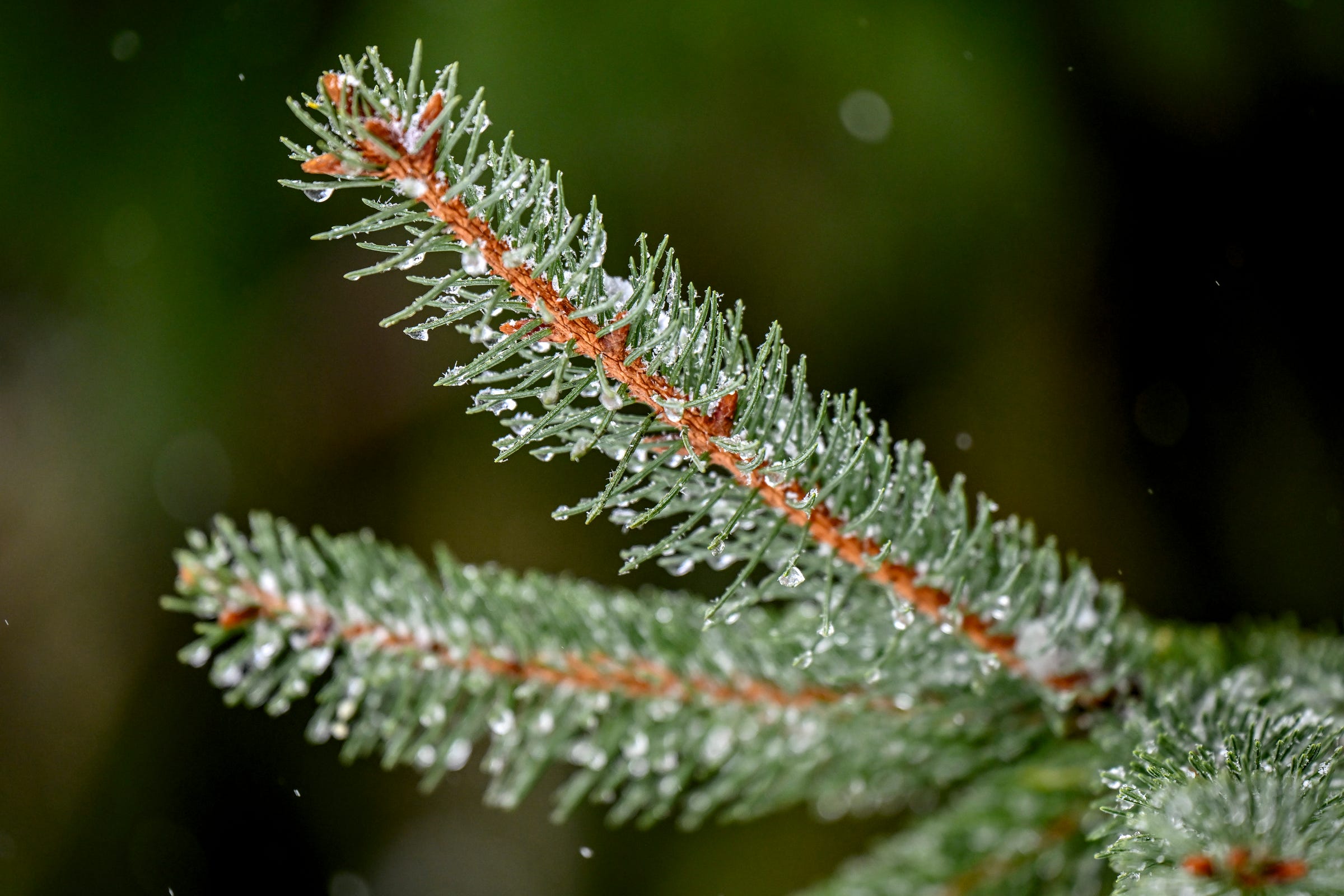 Freezing rain looking likely for Lower Michigan for Dec. 26 ...