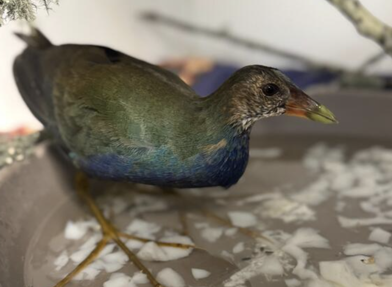 Exhausted rare southern bird beats the odds & begins gaining strength daily