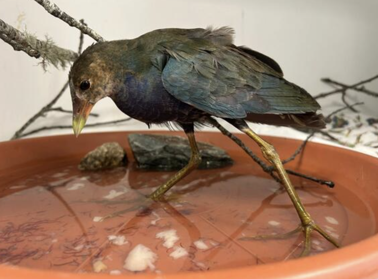 Exhausted rare southern bird beats the odds & begins gaining strength daily