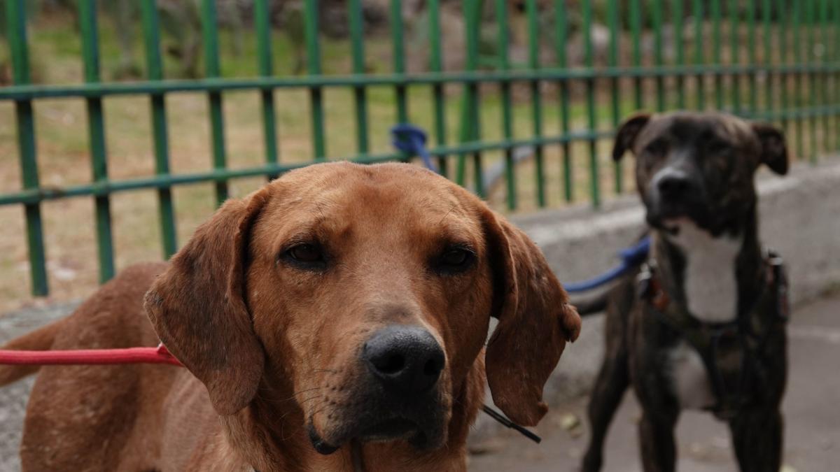 Brigada Animal de SSC CDMX rescató a mil 637 animales en 2025