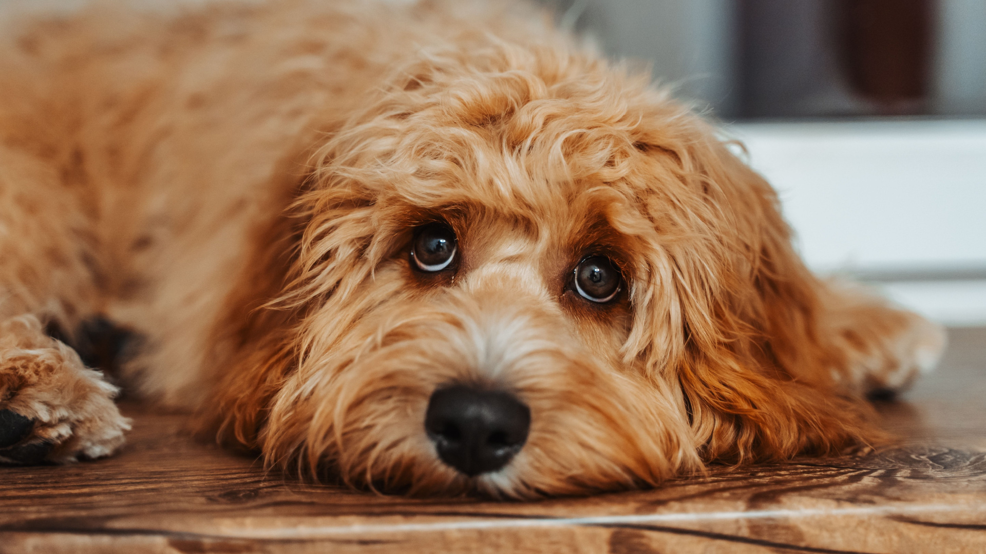 Your dog will do these 10 things if they miss you badly