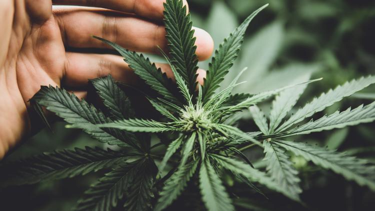 Trump executive order sparks new questions for NC's hemp industry amid ...