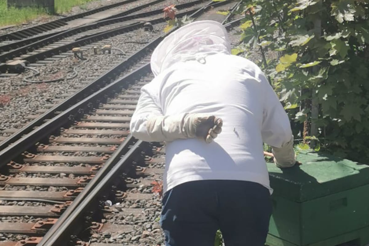 Verirrtes Bienenvolk soll gerettet werden: Als Imker anrückt, gibt's ...