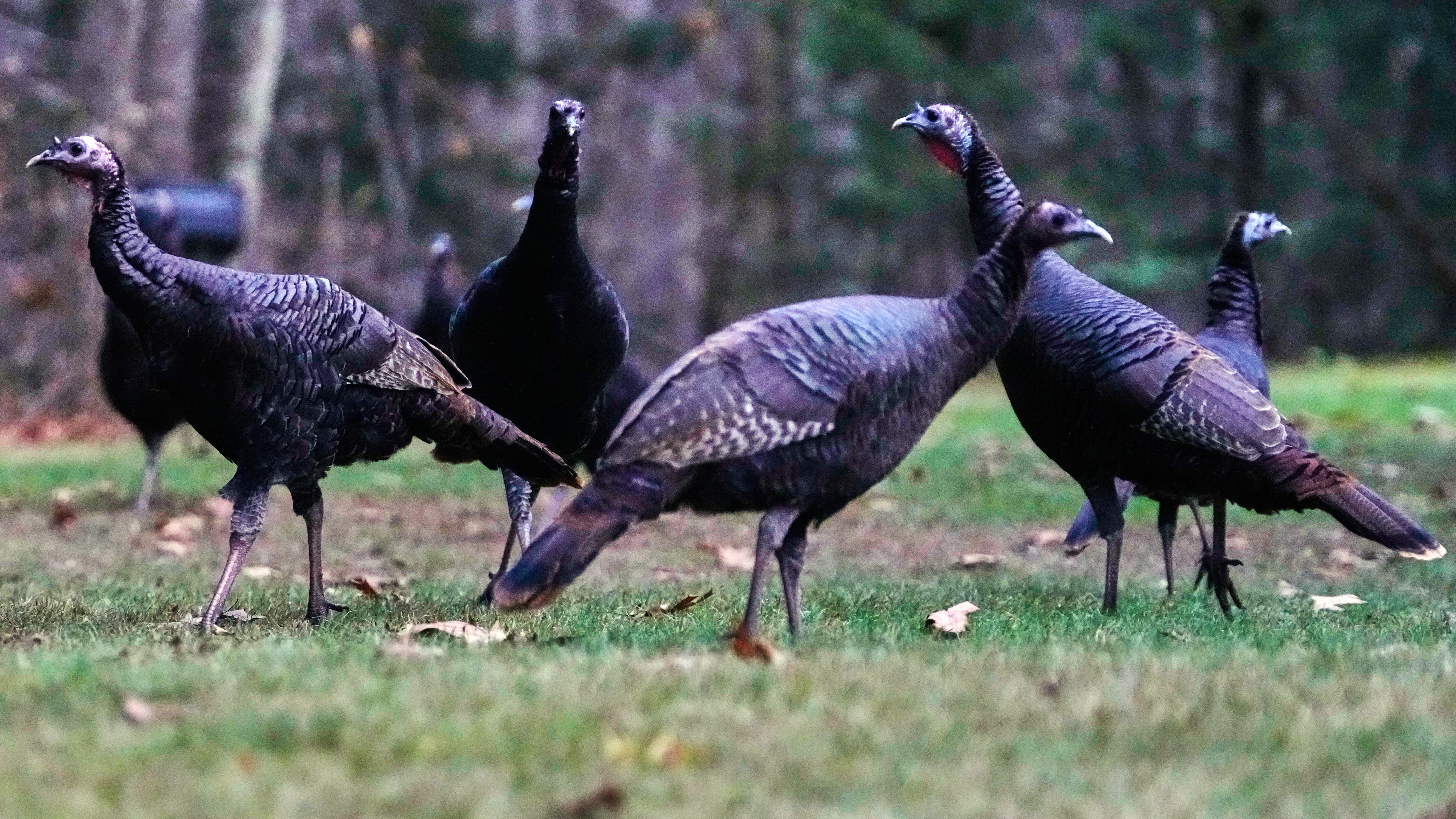 Hunting may influence gender of wild turkey offspring, UGA researchers find