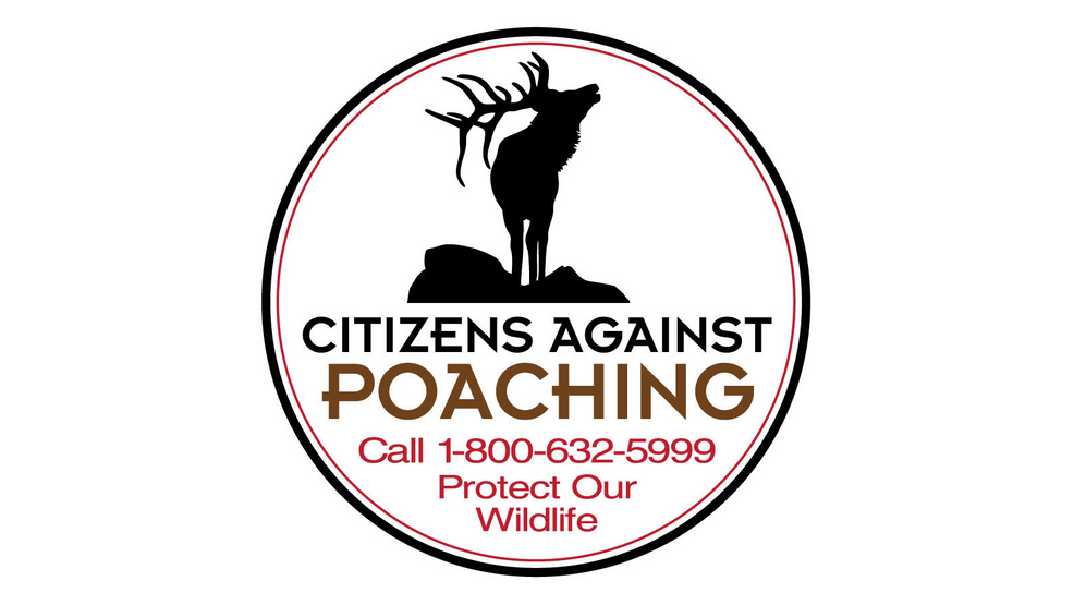 Authorities seek public's help in solving bighorn sheep poaching cases