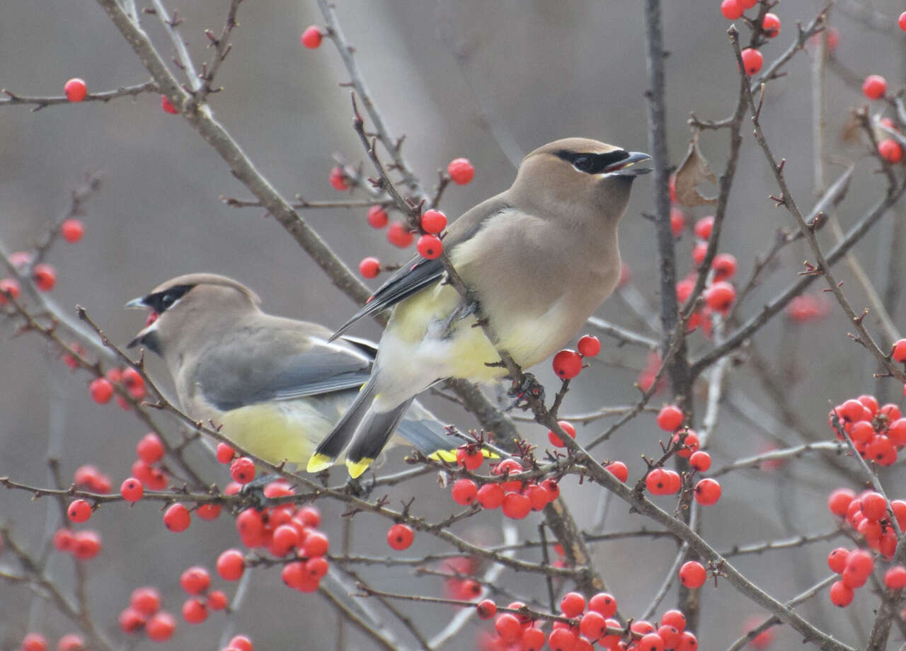 How poison ivy - and other plants - keep Connecticut's birds alive all ...