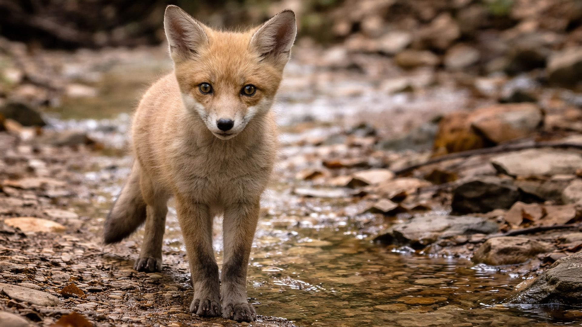 Hidden camera by the river captures this moment
