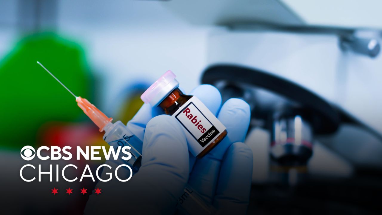Dog tests positive for rare case of rabies in Chicago