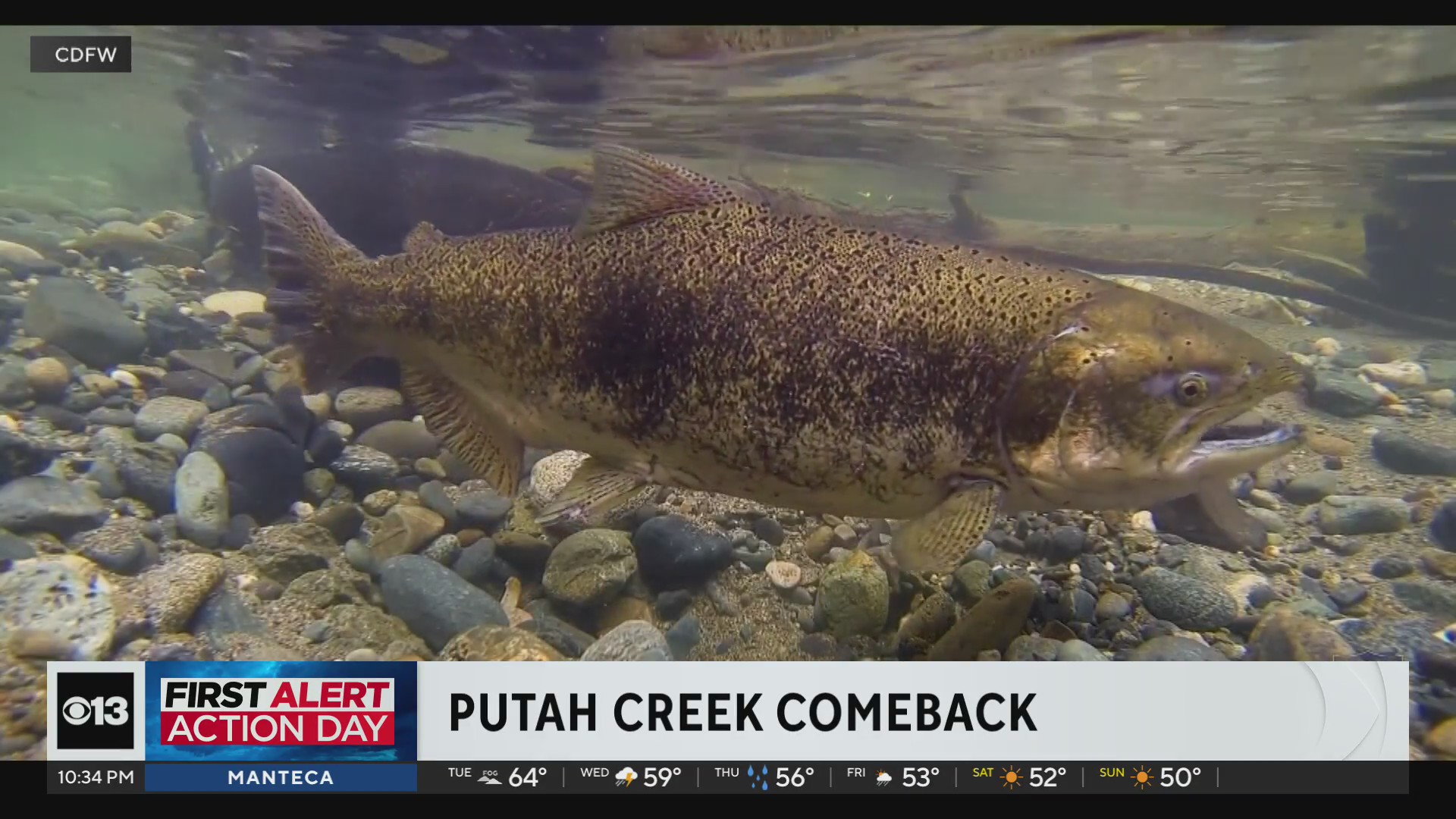 Salmon return to Putah Creek in Yolo County after restoration work