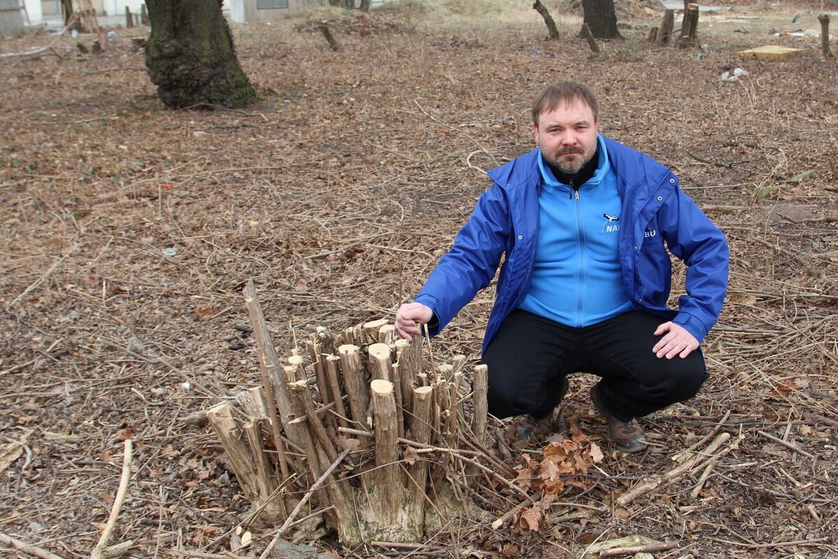 Knallerei gefährdet die Vogelbrut: Naturschützer fordern Verbot von ...