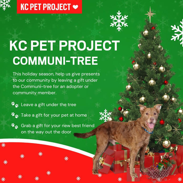 KC Pet Project offers free pet adoptions through New Year’s Eve