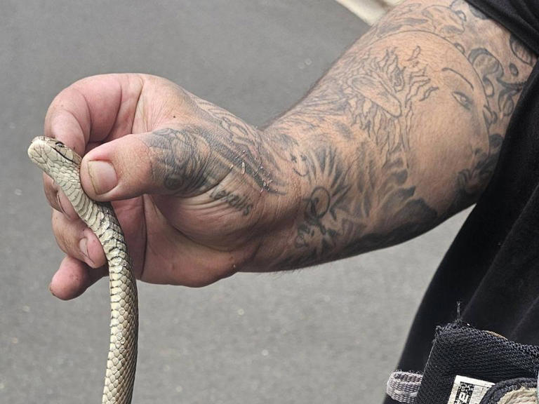 ‘Bizarre’ place ‘terrifying’ snake caught
