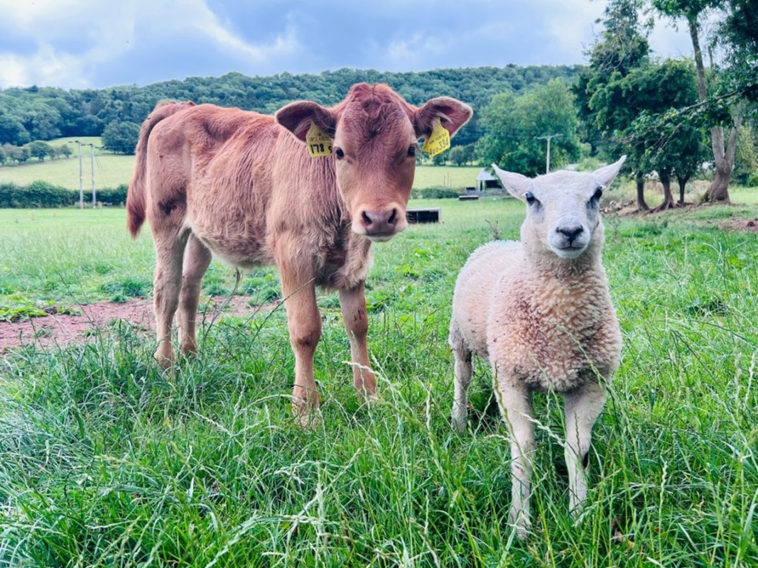 Blind cow sweetly cares for little lamb like he’s her own