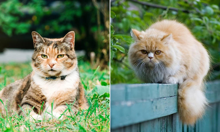 Father takes neighbourhood cat poo row to the High Court