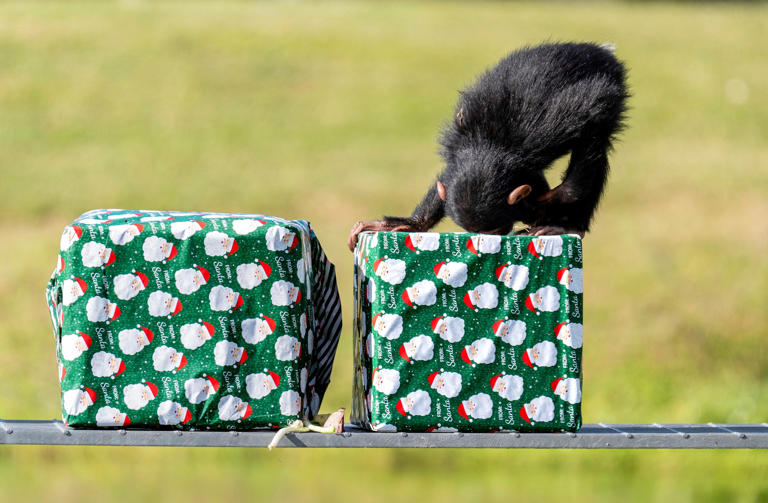 Watch baby chimps open Christmas gifts at Lion Country Safari's holiday ...
