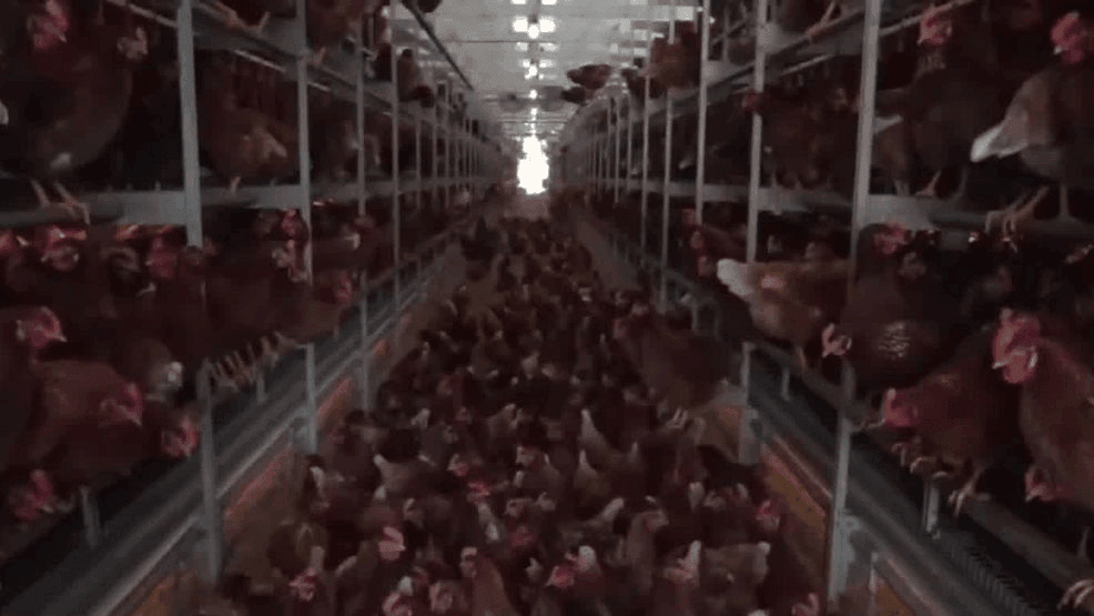 Avian influenza cases rise in Arkansas, affecting commercial and ...
