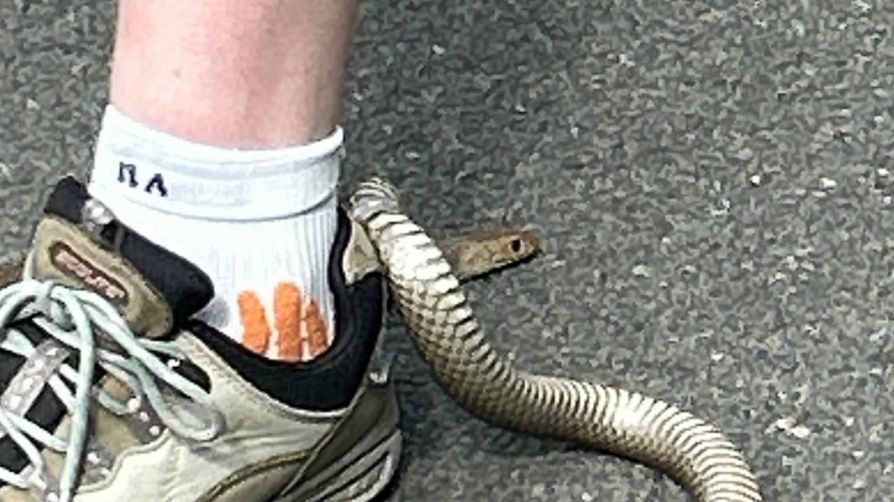 ‘Bizarre’ place ‘terrifying’ snake caught