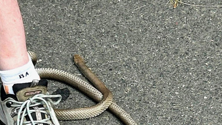 ‘Bizarre’ place ‘terrifying’ snake caught