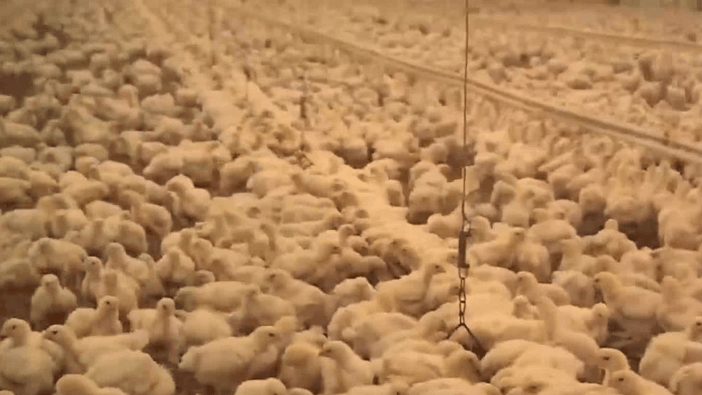 Oklahoma lawsuit victory may mean end of many poultry farms in ...