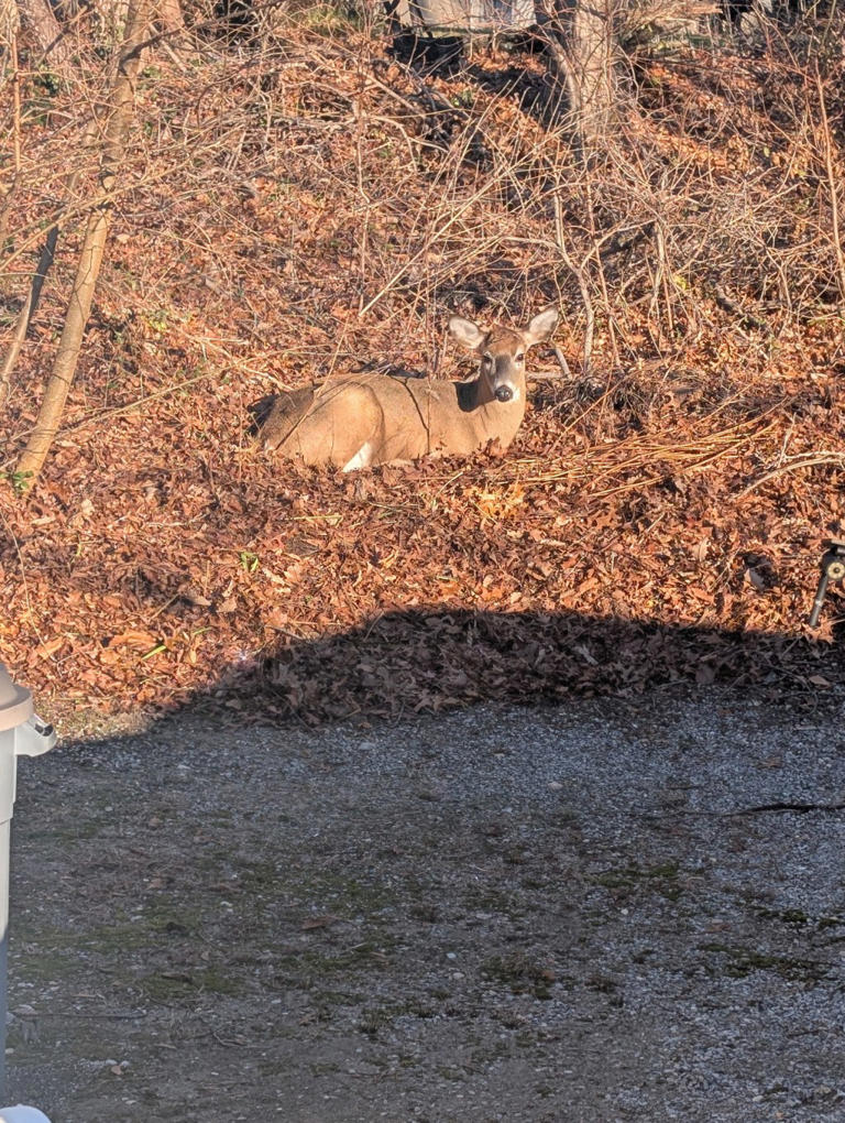 ‘Crazy’ deer rampages through Long Island neighborhood for 3 days ...