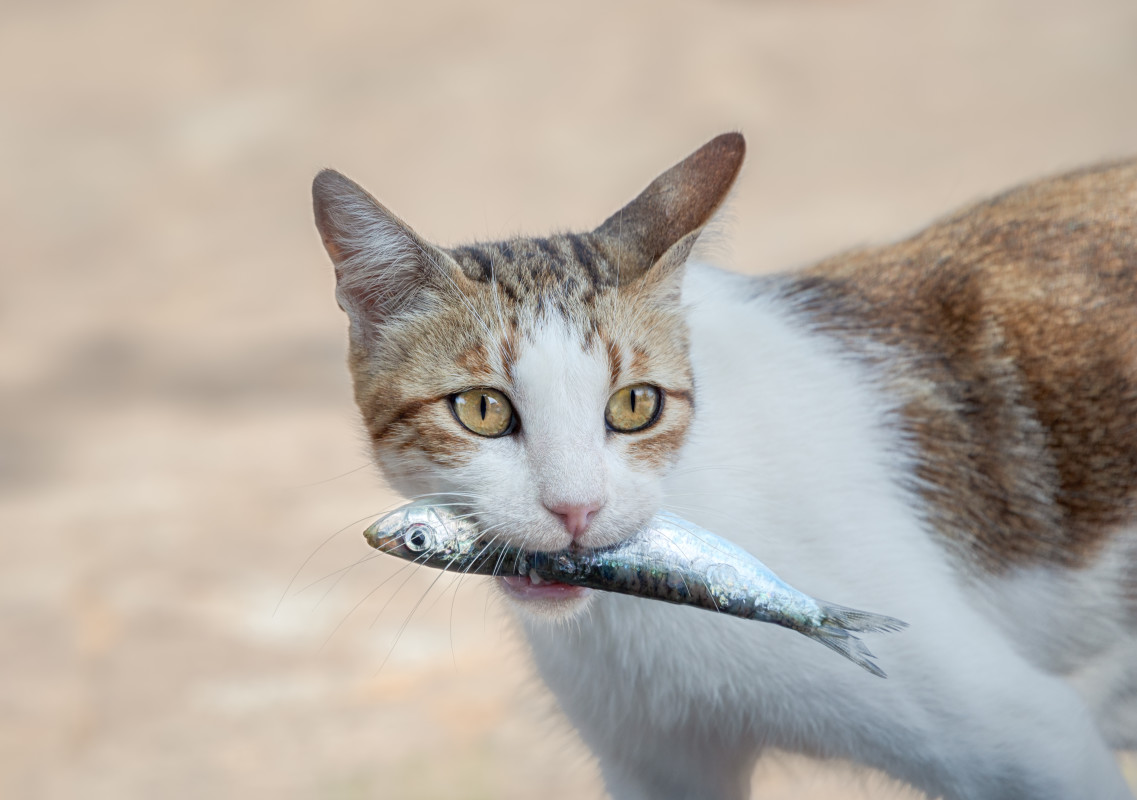 Tabby cat declares he’s ‘busy fishing’ and the internet agrees