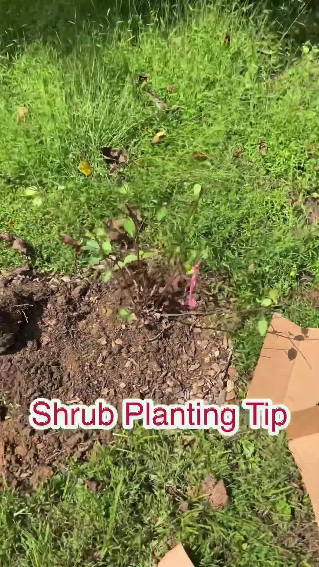 Shrub planting hack #fallplanting #plants #youtubeshorts #shorts