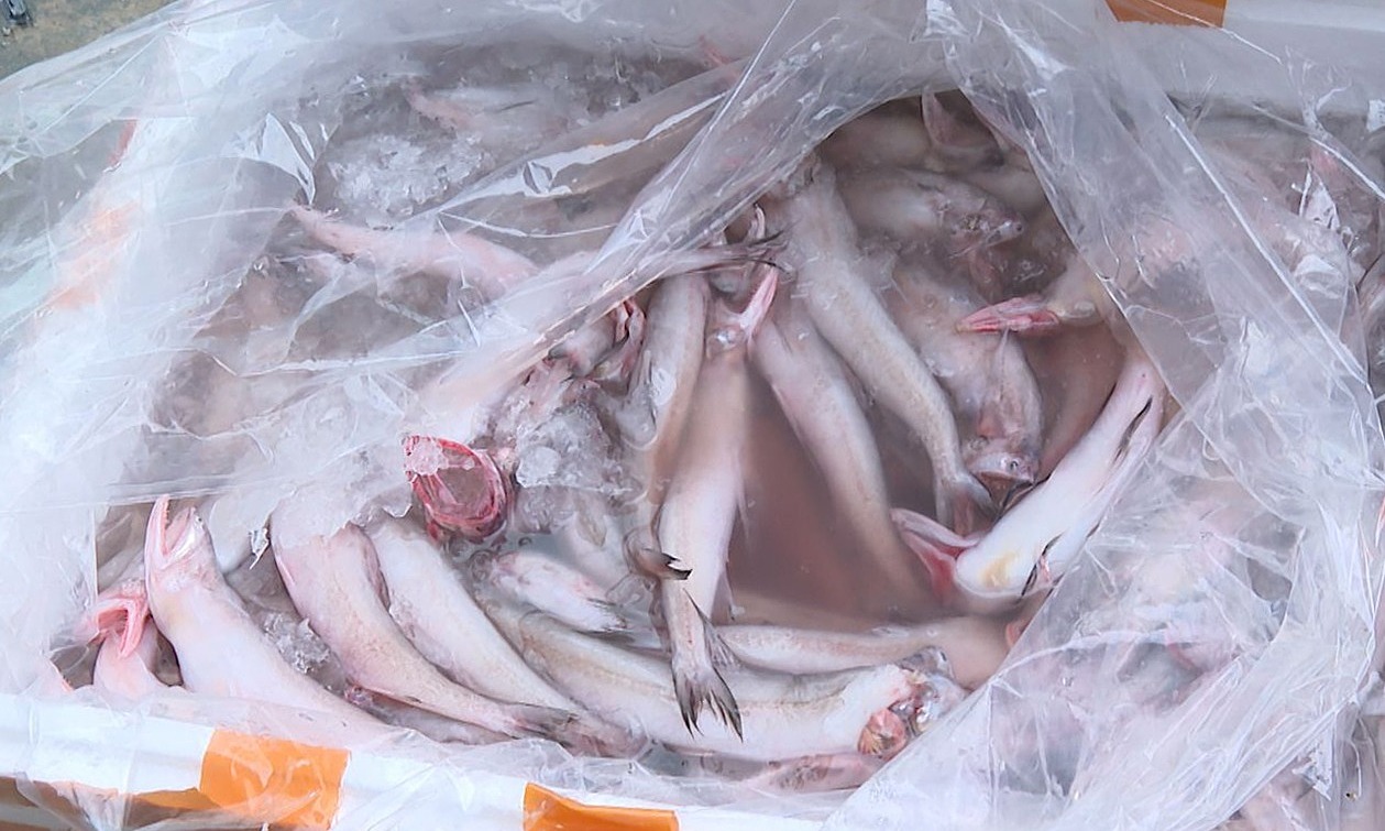 10 tons of Chinese fish preserved with toxic formaldehyde intercepted ...