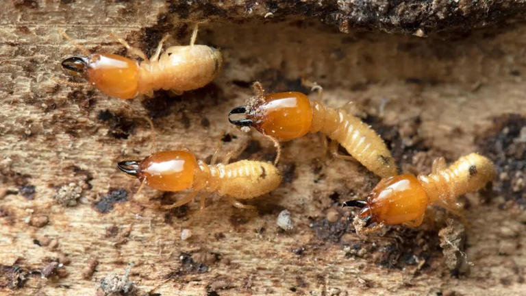 Why ground floor homes have a termite problem and 3 permanent solutions ...