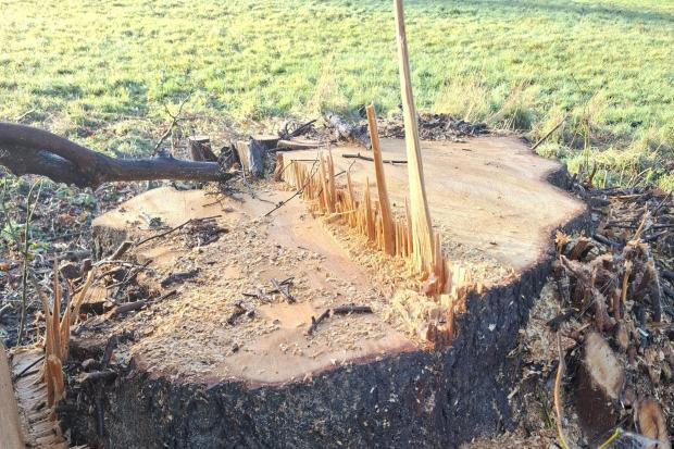 Residents outraged as more than 200-year-old tree cut down despite ...