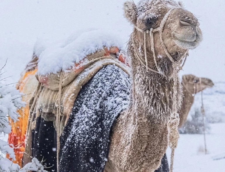 Rare snowfall in Saudi deserts: Why it's a big warning for India