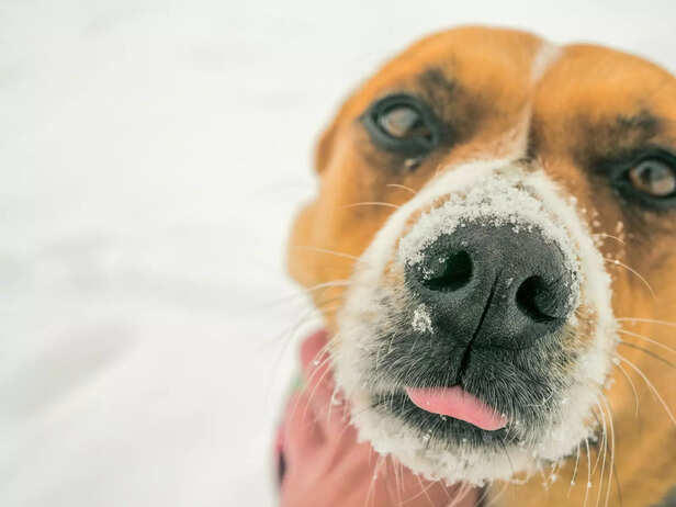 What are the common winter illnesses in pets?