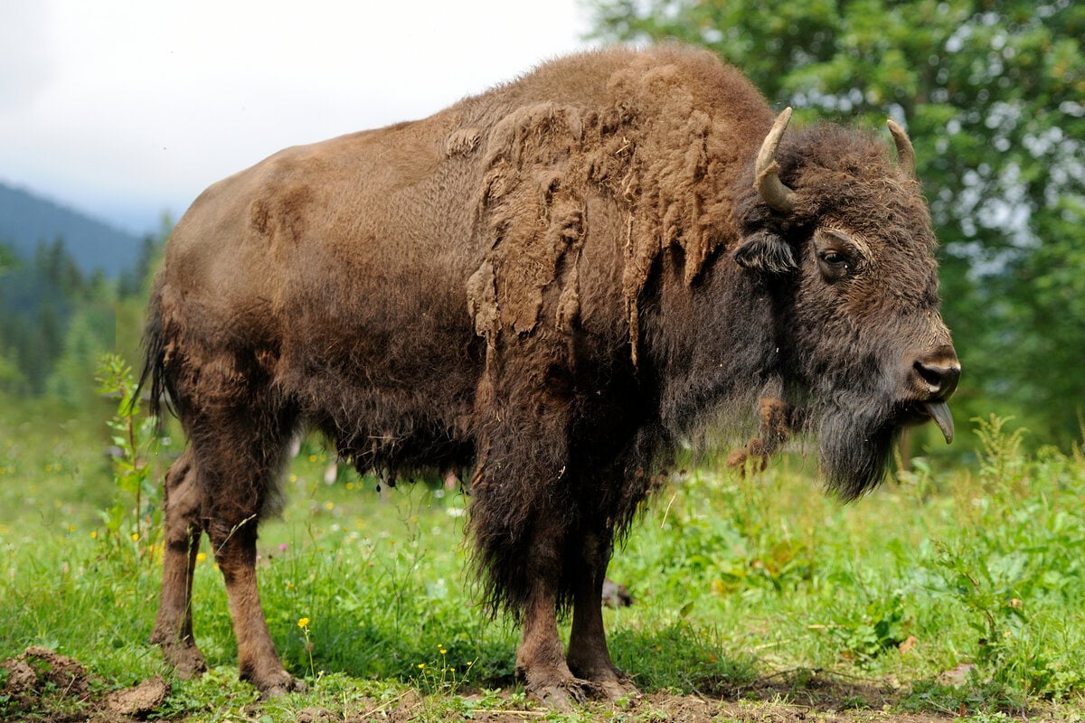 Aufgespießt: Bison geht auf Touristen los