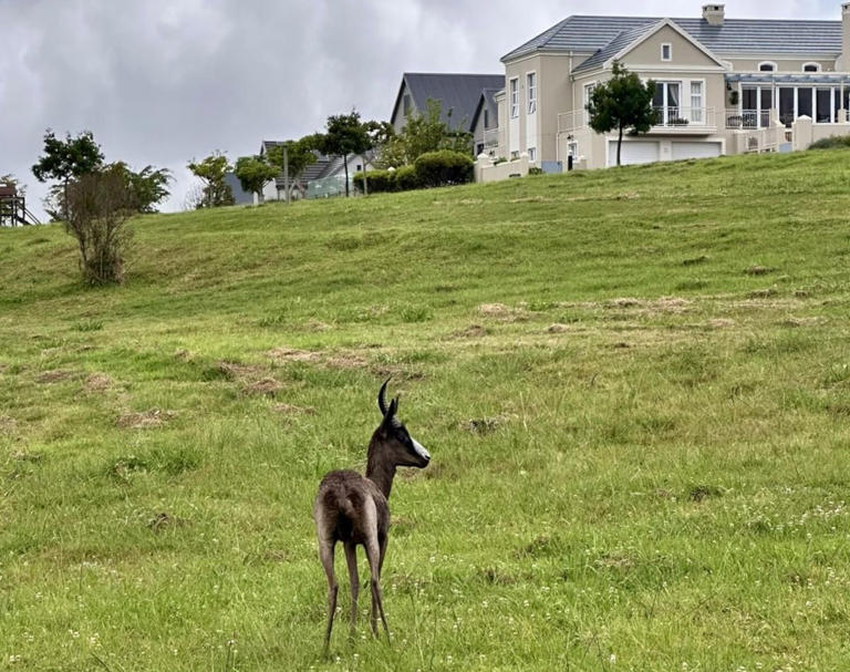 Exclusive | Siya the black Springbok thriving on Garden Route golf estate