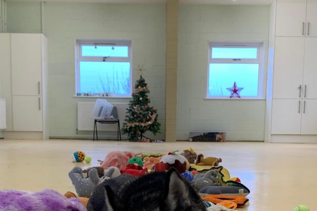 'Influx' of requests to rehome pets in December