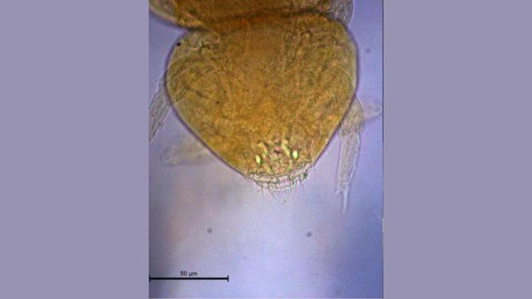 New springtail species discovered in Sikkim, first of its genus in India