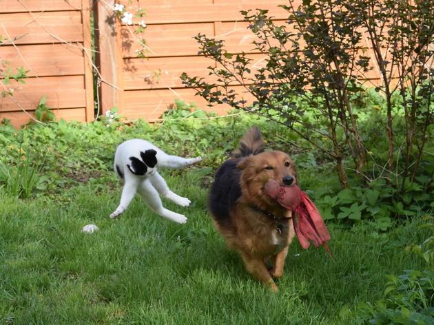 „Oft unüberlegt“: Tierheim vermittelt über Weihnachten keine Haustiere mehr