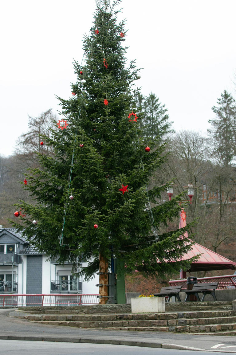 Weihnachts-Geschichte: Christbaum in Engelskirchen-Loope war 35 Meter hoch