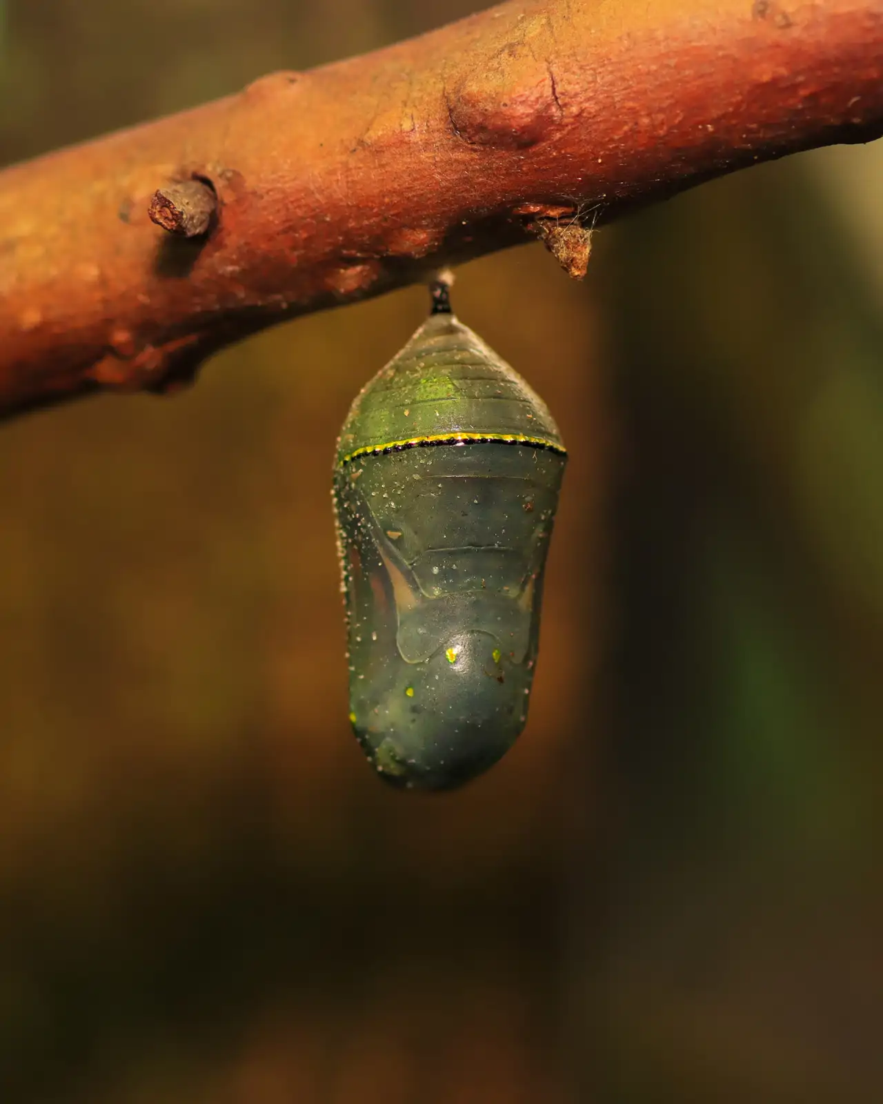 El nacimiento de una monarca