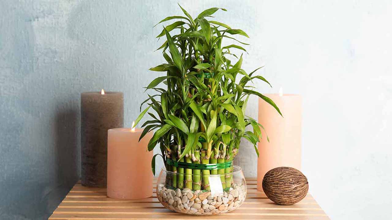 10 plants that can bring good luck and fortune