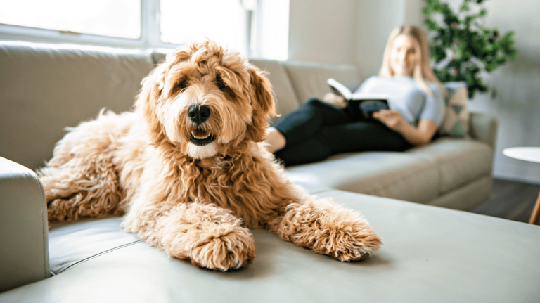 Macht dein Hund DAS? Dann gilt er laut Studie als besonders klug