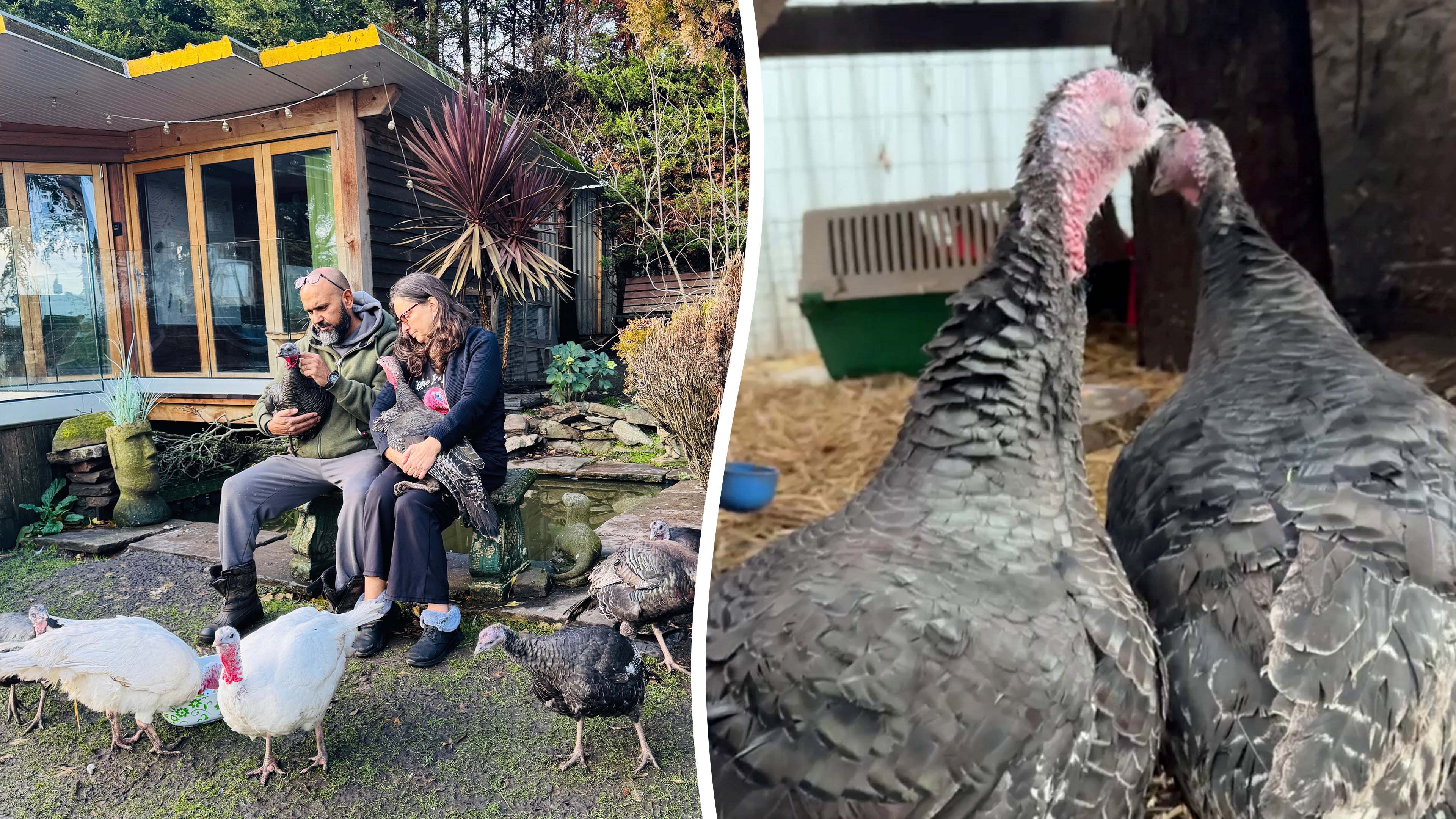 Meet the turkeys rescued from Xmas plates who love being cuddled and ...