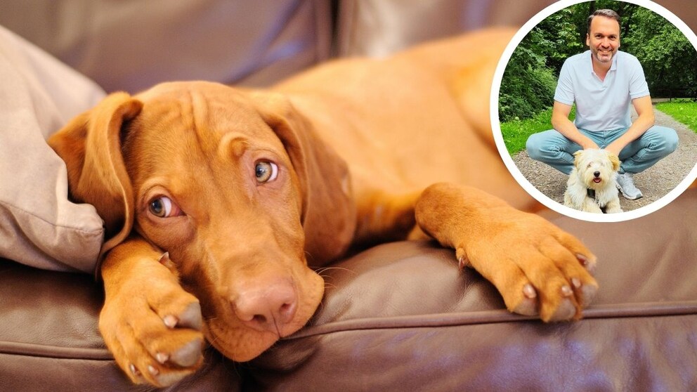 Veterinarian warns: Boredom in dogs can lead to behavioral issues